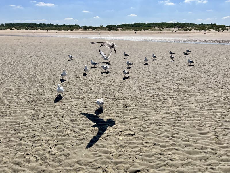 Birds on the Seashore on the Beach Stock Photo - Image of gull ...