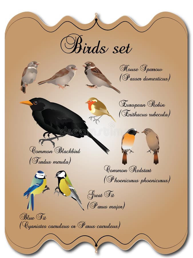 Birds set stock illustration. Illustration of sparrow - 29363328