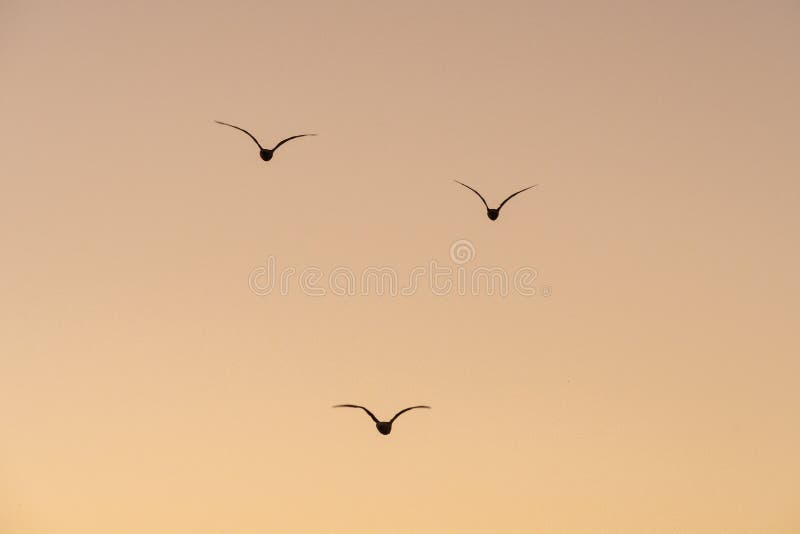Birds in setting sky stock photo. Image of sunset, wingspan - 230189142