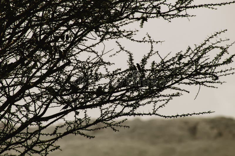 Birds Setting Up on the Tree at Wildlife Stock Image - Image of ...