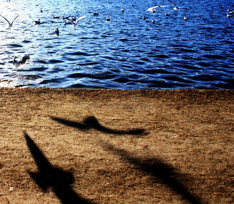Birds shadows stock image. Image of seagull, water, shadows - 15393533