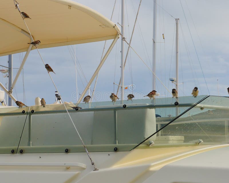 Birds on Ship stock photo. Image of yatch, nature, animal - 22248476