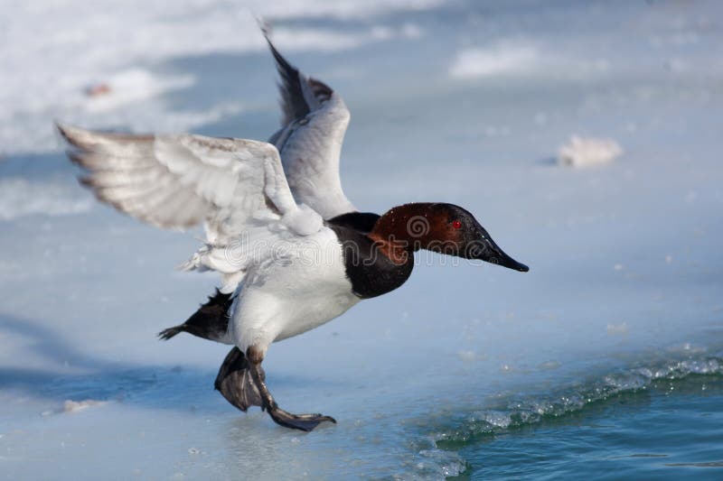 Canvas Back Ducks Landing Im Stock Photos - Free & Royalty-Free Stock ...