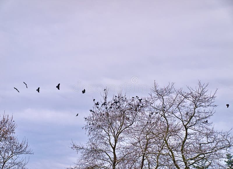 Birds Silhouettes Flying Over and Sitting on Bare Trees at Winter Time ...