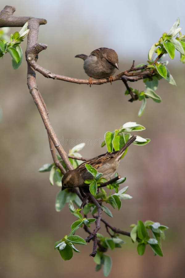 Birds singing stock photo. Image of tree, flowers, leafs - 31353944