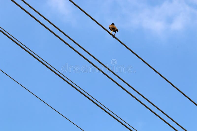 Birds Sit on Electric Wires Against the Background of a Cloudy Sky ...