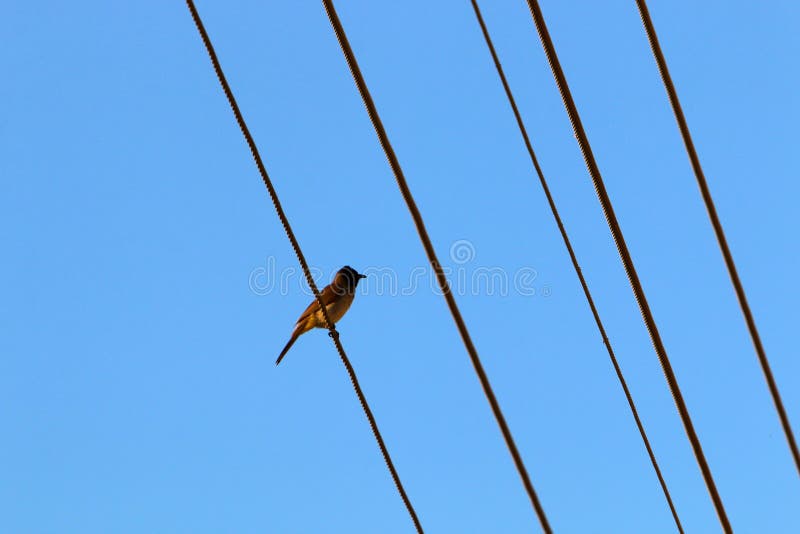 Birds Sit on Electric Wires Against the Background of a Cloudy Sky ...