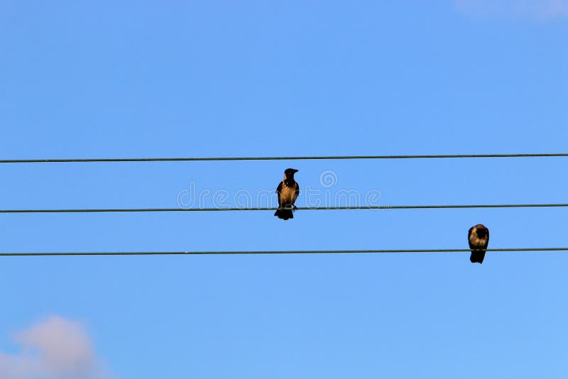 Birds Sit on Electric Wires Against the Background of a Cloudy Sky ...