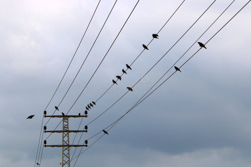 Birds Sit on Electric Wires Against the Background of a Cloudy Sky ...