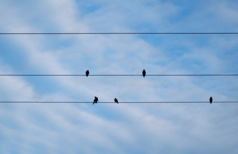 Ravens on pole stock image. Image of black, insulators - 6159495
