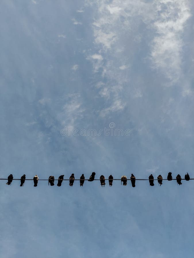 Birds Sit in a Row on an Electric Transmission Line Stock Photo - Image ...