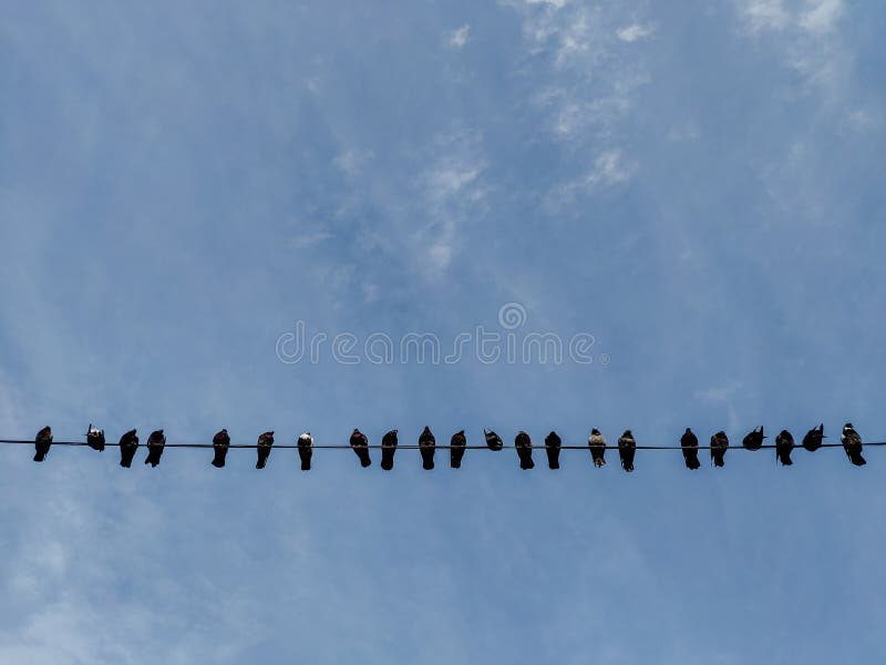 Birds Sit in a Row on an Electric Transmission Line Stock Photo - Image ...