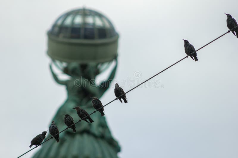 Birds Sit on a Wire and Chirp Gossip Animal Stock Image - Image of blue ...