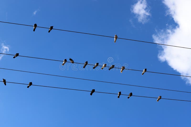 Birds Sit on Wires Carrying Electricity Stock Image - Image of ...