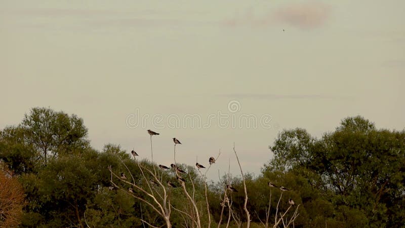 Birds are Sitting on a Dry Tree Stock Video - Video of bird, pigeon ...