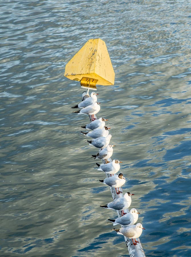 Birds Sitting Pile Bridge Stock Photos - Free & Royalty-Free Stock ...