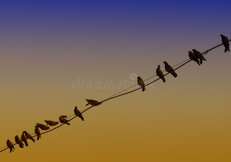 Birds Sitting on Power Cable Stock Photo - Image of power, resolution ...