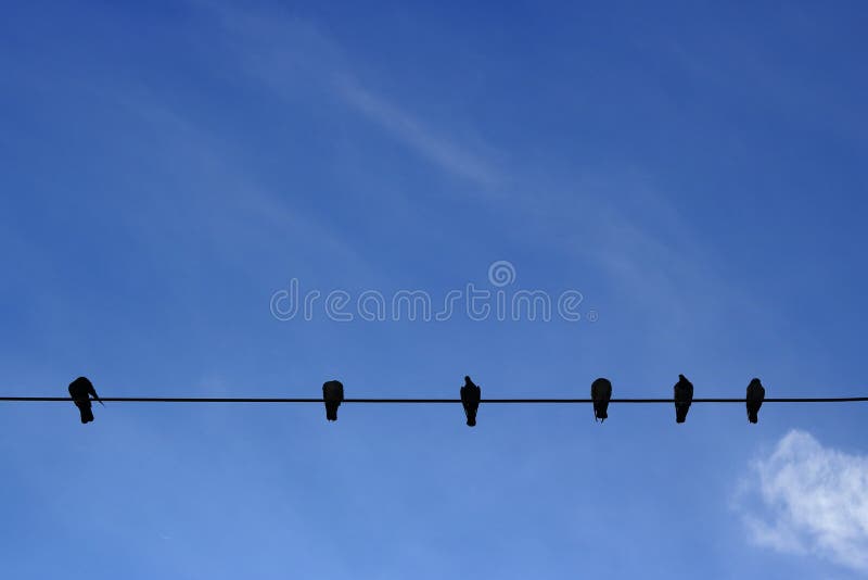 Birds Sitting on Power Line Stock Photo - Image of line, white: 98513528