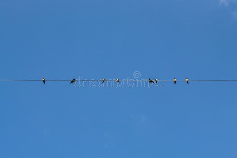 Birds Sitting on Power Lines Stock Image - Image of contact, horizontal ...
