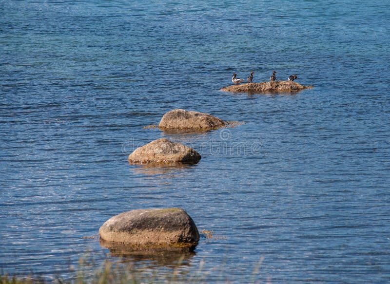 Birds Sitting on a Rock in Water Stock Photo - Image of sand, ocean ...