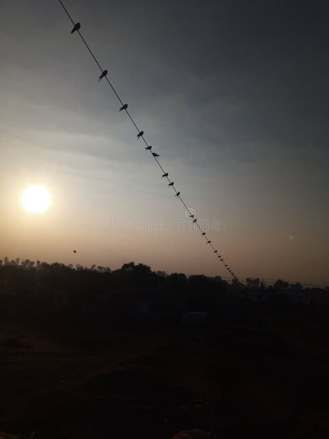 Birds sitting in a row stock photo. Image of string - 169582606