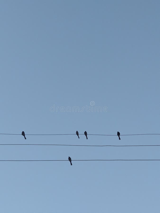 Birds Sitting on Wire from Bottom View Stock Image - Image of black ...