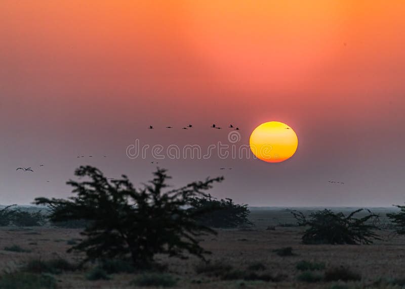 Birds in a Sky Against Rising Sun Stock Image - Image of animal, scenic ...