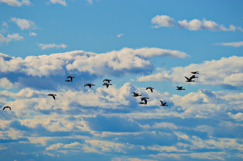 Birds in the Sky with Clouds Stock Image - Image of cloudscape, outdoor ...
