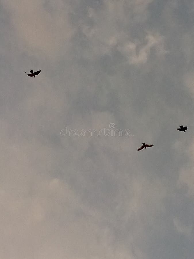 Birds Sky Diving in Cool Breeze Stock Photo - Image of cool, birds ...