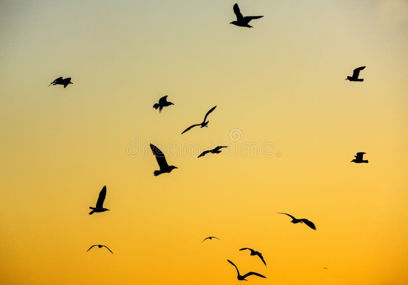 Birds in the sky stock image. Image of freedom, flight - 55954287