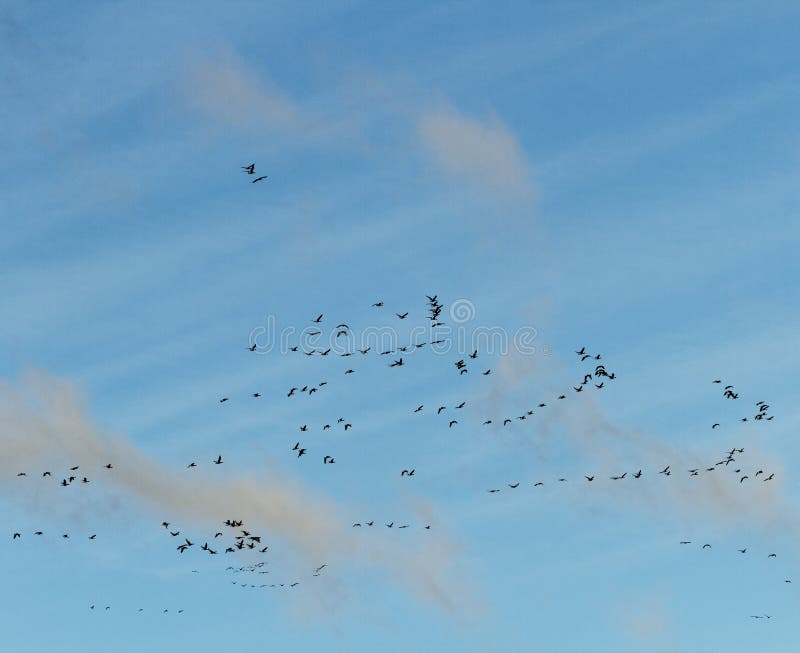 Birds in sky. stock photo. Image of crow, freedom, soar - 35809382