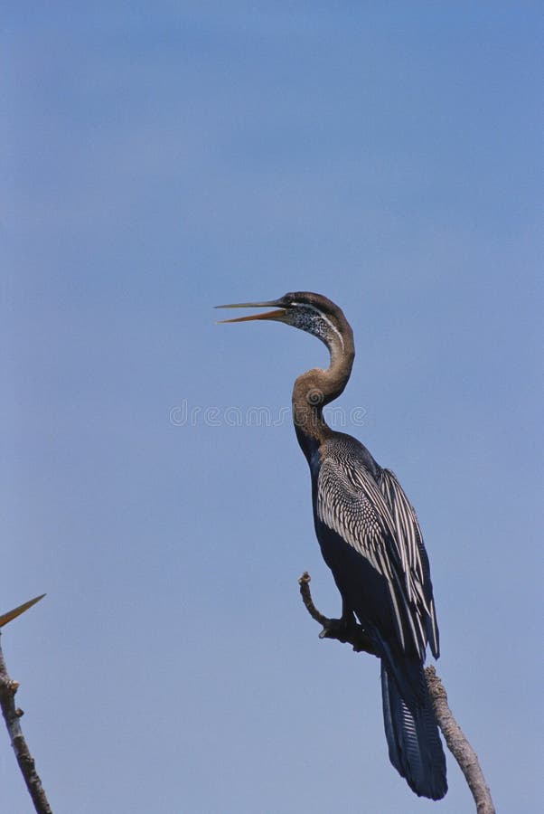 Birds Snake Bird or Darter Anhinga Melanogaster Stock Image - Image of ...