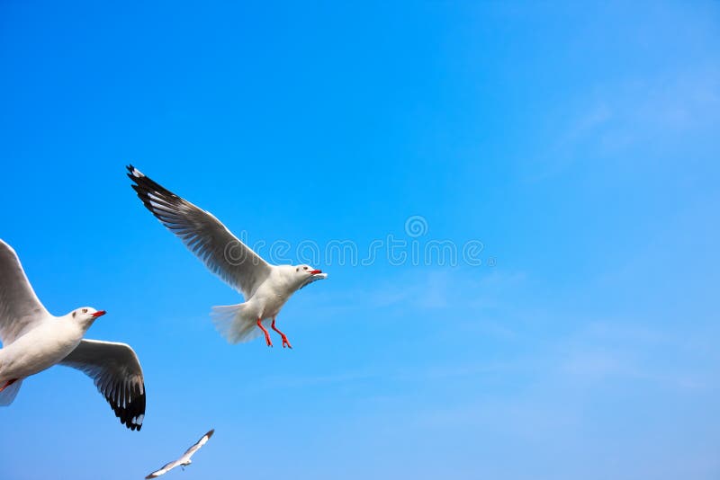 Birds Snatching Food in Sky, Background Stock Photo - Image of animal ...