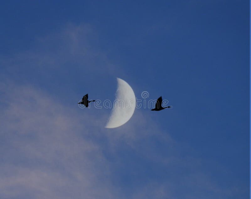 Birds Soaring by the Moon stock photo. Image of mooncresent - 115941158