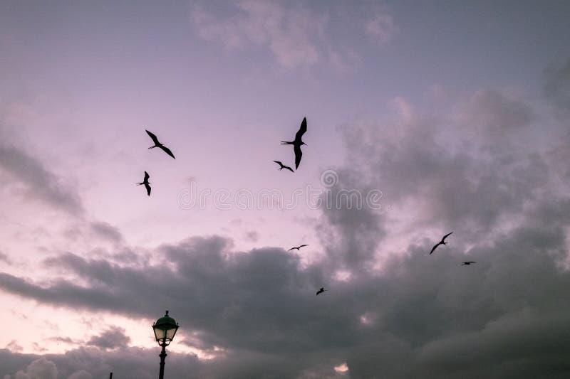 Birds Soaring at Twilight with a Lamp Post in the Foreground Stock ...