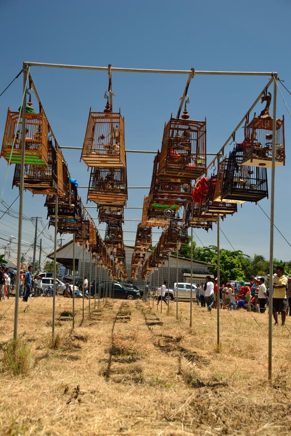 Birds sound contest editorial stock photo. Image of cage - 26233718