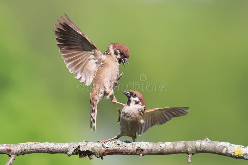 Birds Sparrows Fighting on a Tree Branch in Summer Stock Photo - Image ...