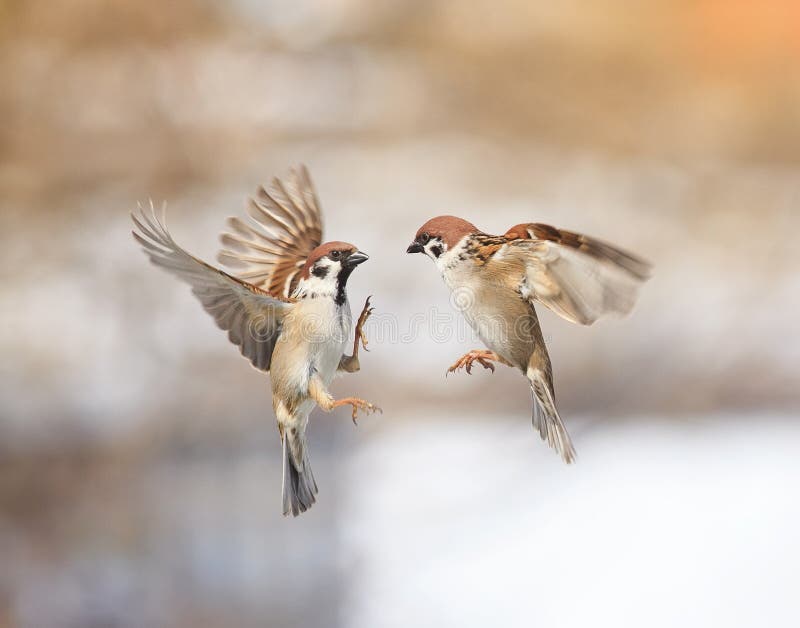 Birds Sparrows Flitting in the Air and Arguing in the Park Stock Photo ...