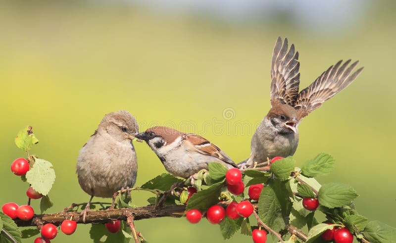 Birds Sparrows Flitting in the Air and Arguing in the Park Stock Photo ...