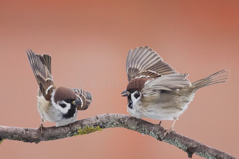 Birds Sparrows Flitting in the Air and Arguing in the Park Stock Photo ...