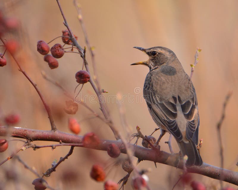 Birds in spring stock image. Image of sparrows, peacock - 91703645