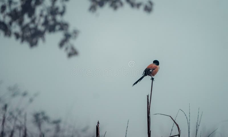 Birds in Spring Time Nature in a Beautiful Day Stock Photo - Image of ...