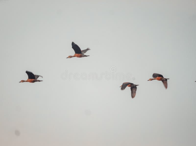 Birds in Spring Time Nature in a Beautiful Day Stock Photo - Image of ...