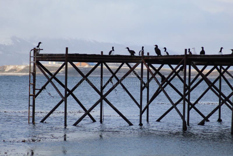 Birds standing on the dock stock image. Image of horse - 191926391