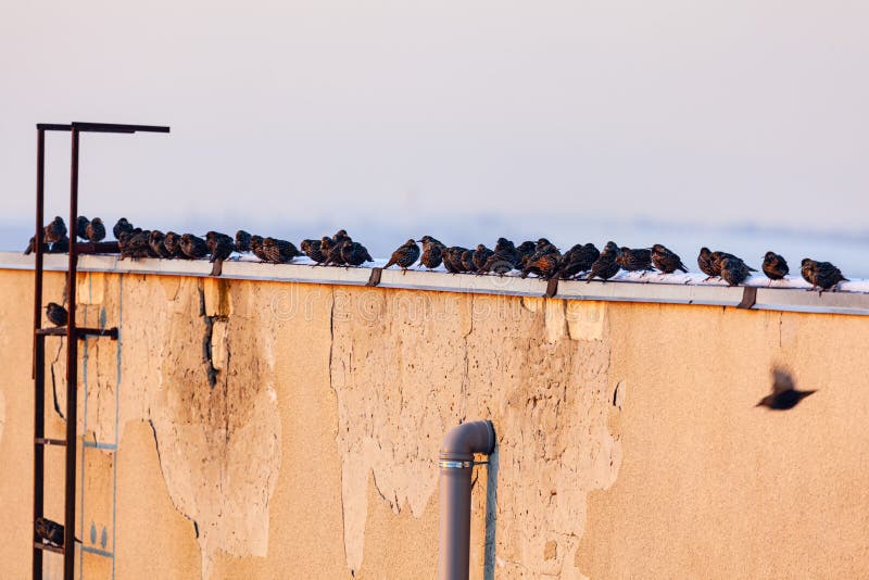Birds Standing on the Roof Edge Stock Photo - Image of rooks, black ...