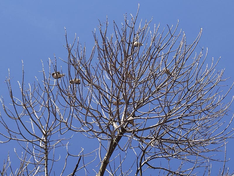 4,496 Birds Tree Bright Light Stock Photos - Free & Royalty-Free Stock ...