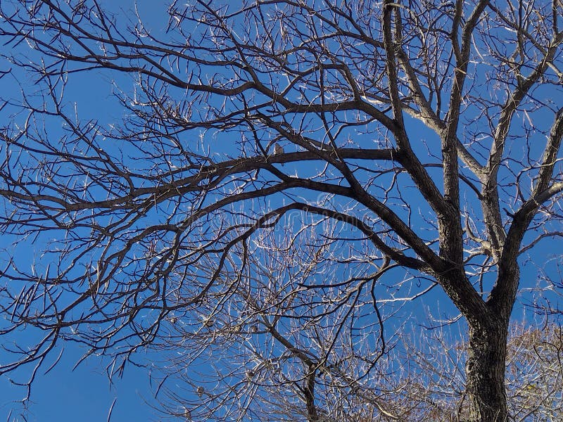 4,496 Birds Tree Bright Light Stock Photos - Free & Royalty-Free Stock ...