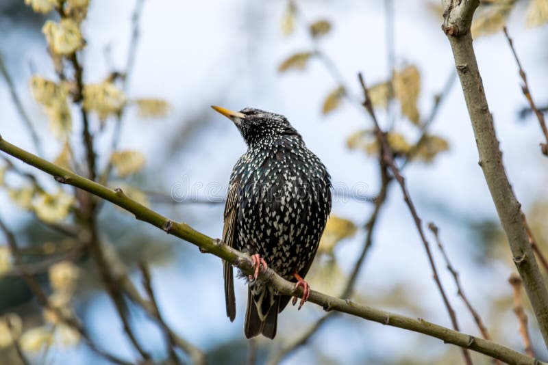 Birds,Starling stock image. Image of beauty, central - 71454307