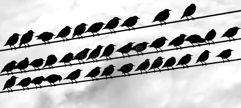 The Birds stock photo. Image of roost, power, mammals - 59949914
