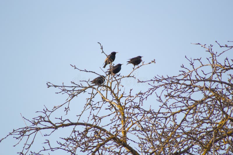 Birds Starlings Sitting on Tree Branches. Spring Stock Photo - Image of ...